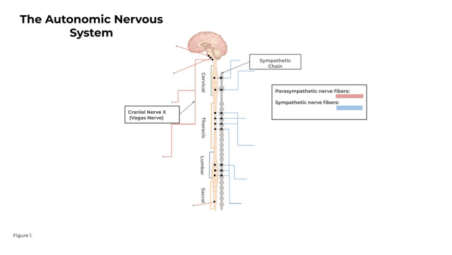 Measuring the Autonomic Nervous System – MindWare Technologies Support