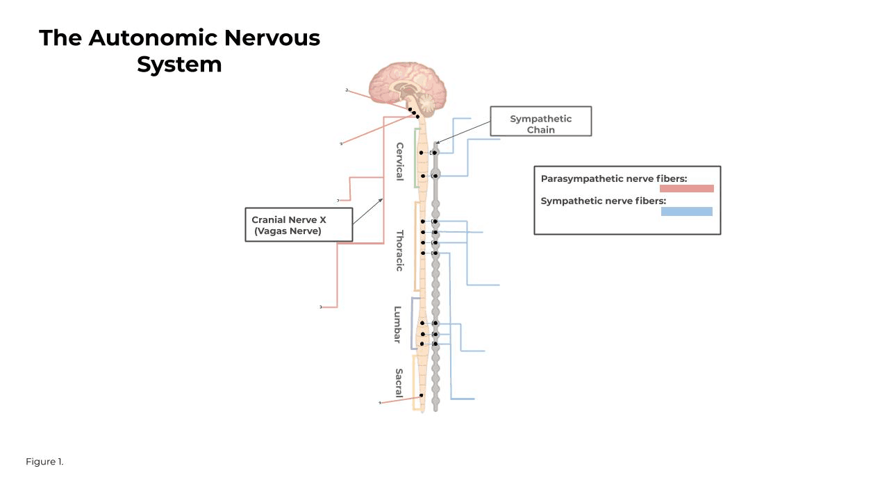 Measuring the Autonomic Nervous System – MindWare Technologies Support
